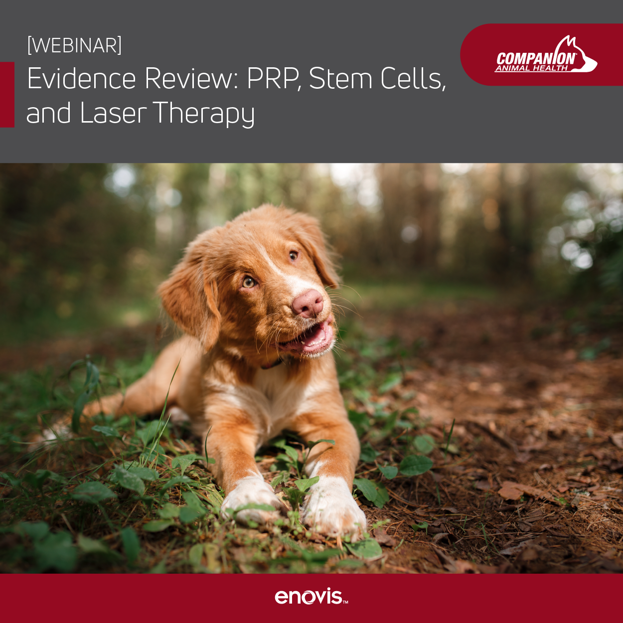 Evidence Review: Veterinary Stem Cells, Laser Therapy, and PRP